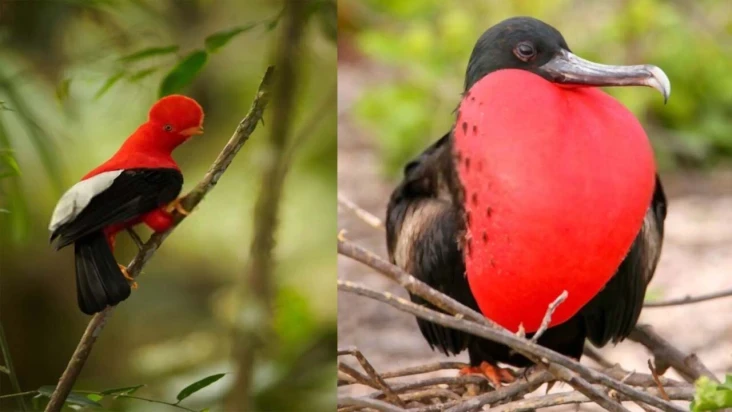 Las 10 aves de aspecto más extraño del mundo - Eminuto