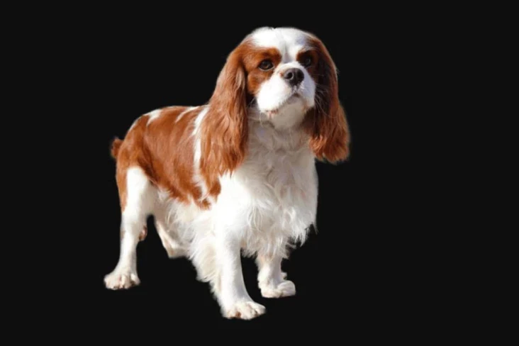 Las 10 mejores razas de perros extintos - Eminuto