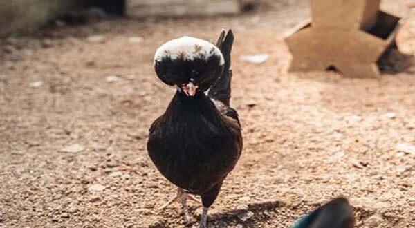 Top 10 animales con cabello hermoso en el mundo - Eminuto