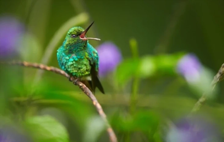 Las 10 mejores aves de la selva amazónica - Eminuto
