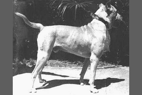 Las 10 mejores razas de perros extintos - Eminuto