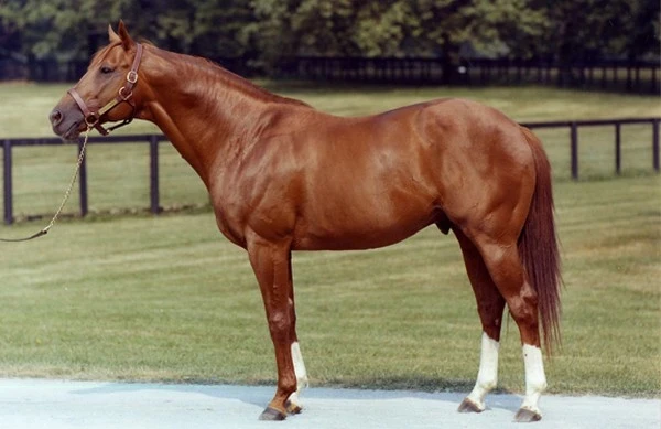 10 mejores caballos de carrera de todos los tiempos - Eminuto