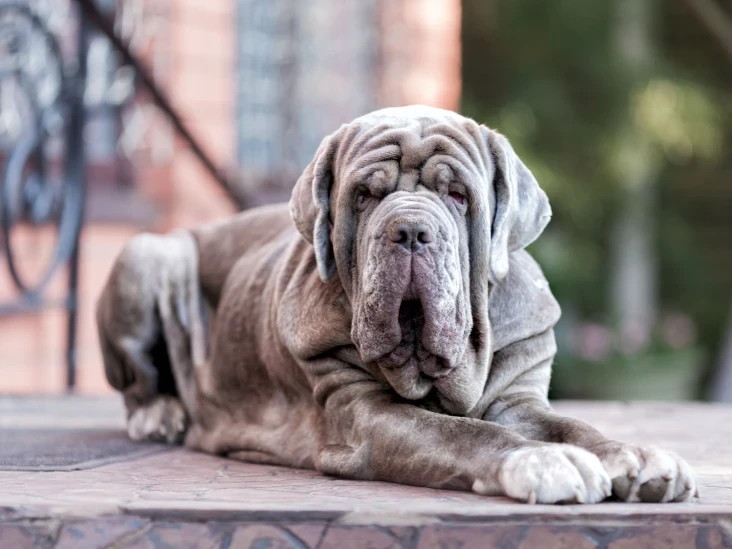 Las 10 mejores razas de perros italianos para tu hogar – Best Pets and ...